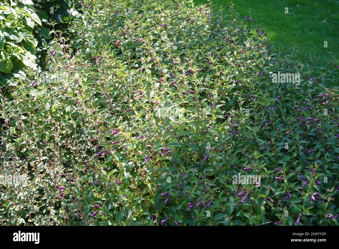 Chelonopsis hi-res stock photography and images - Alamy