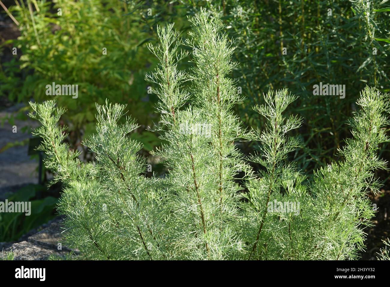 Artemisia abrotanum, southern wormwood, Cola plant Stock Photo - Alamy