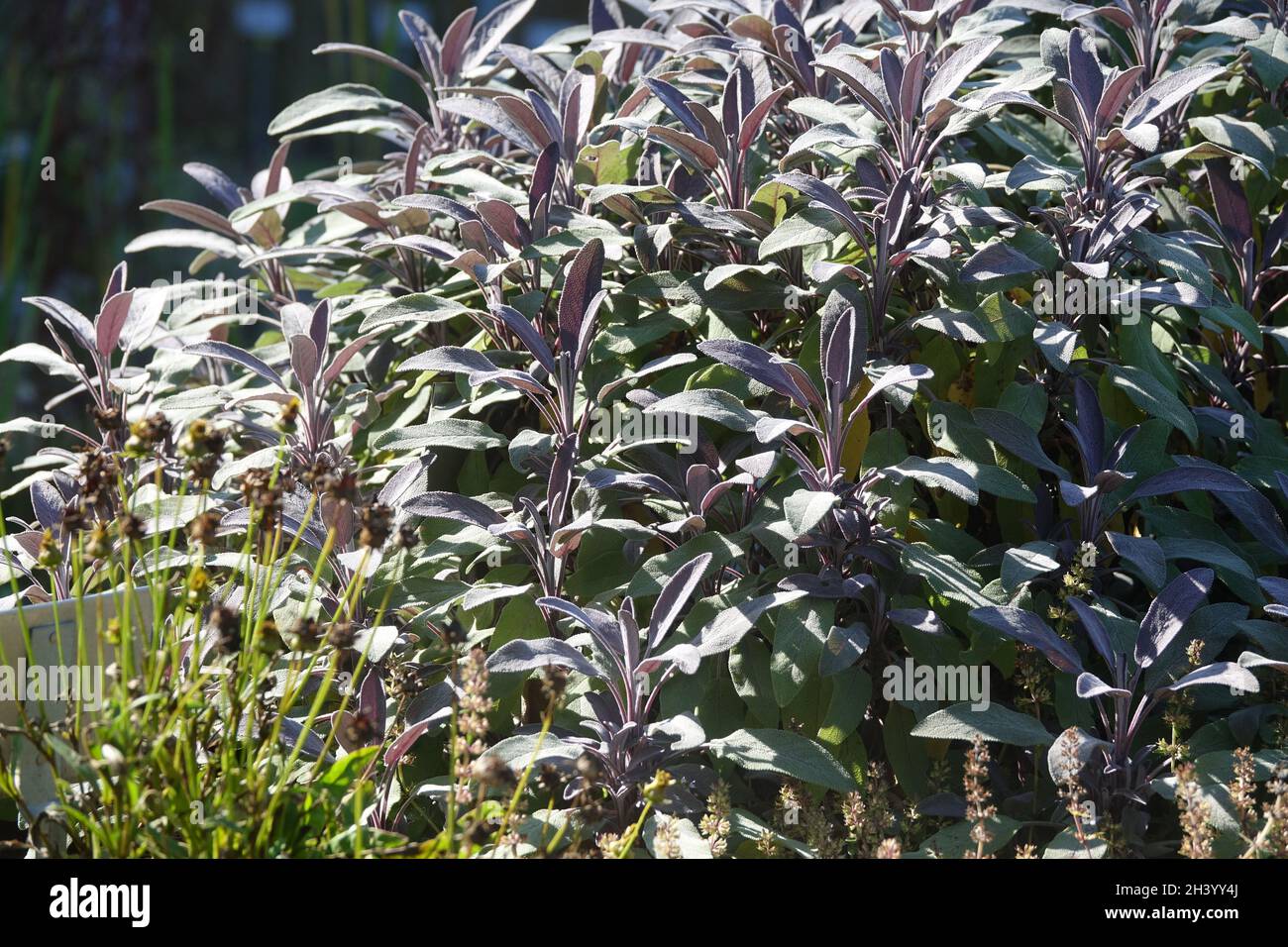 Salvia officinalis Purpurascens, purple sage Stock Photo - Alamy