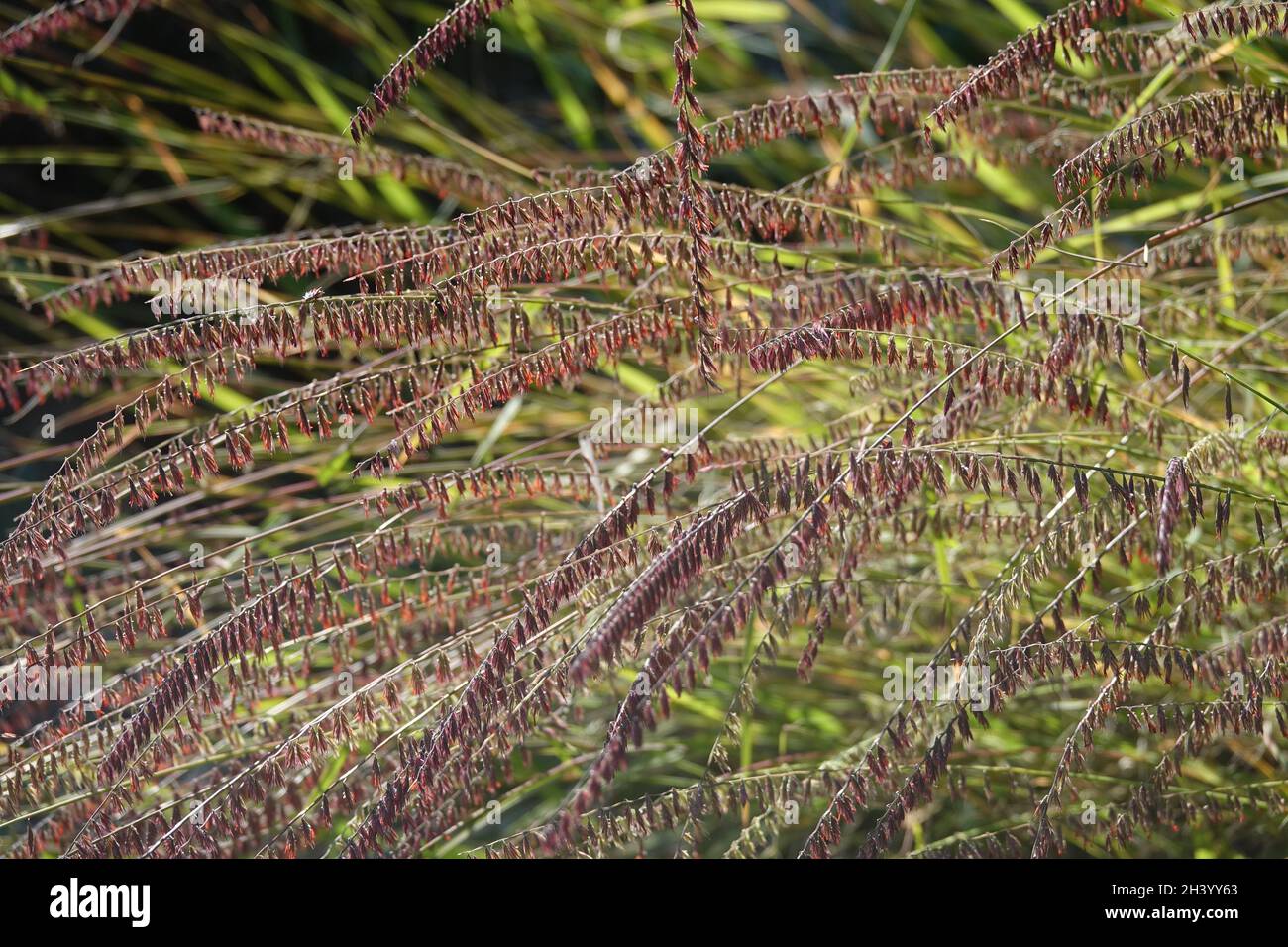 Bouteloua curtipendula hi-res stock photography and images - Alamy