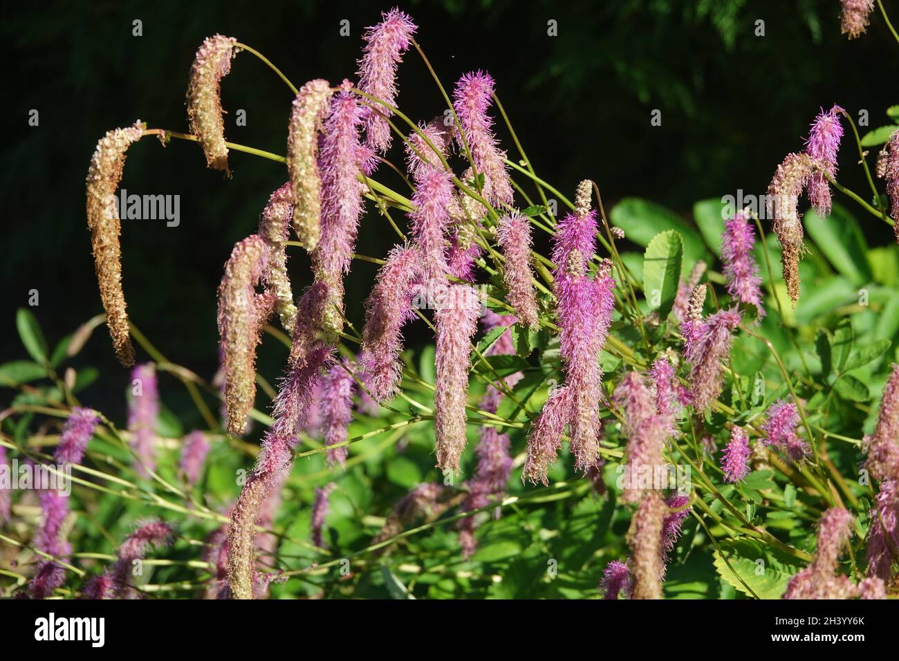 Sanguisorba obtusa, japanese burnet Stock Photo - Alamy