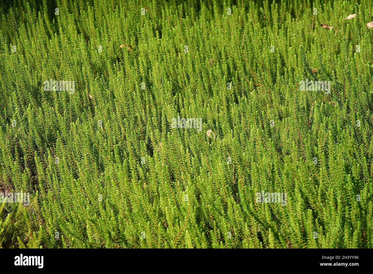 Empetrum nigrum, black crowberry Stock Photo - Alamy