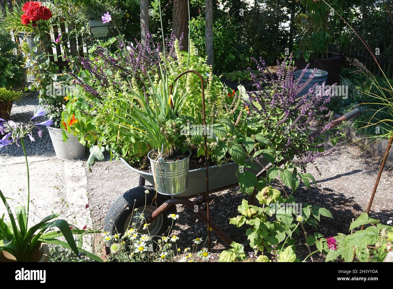 Wheelbarrow plants hi-res stock photography and images - Alamy