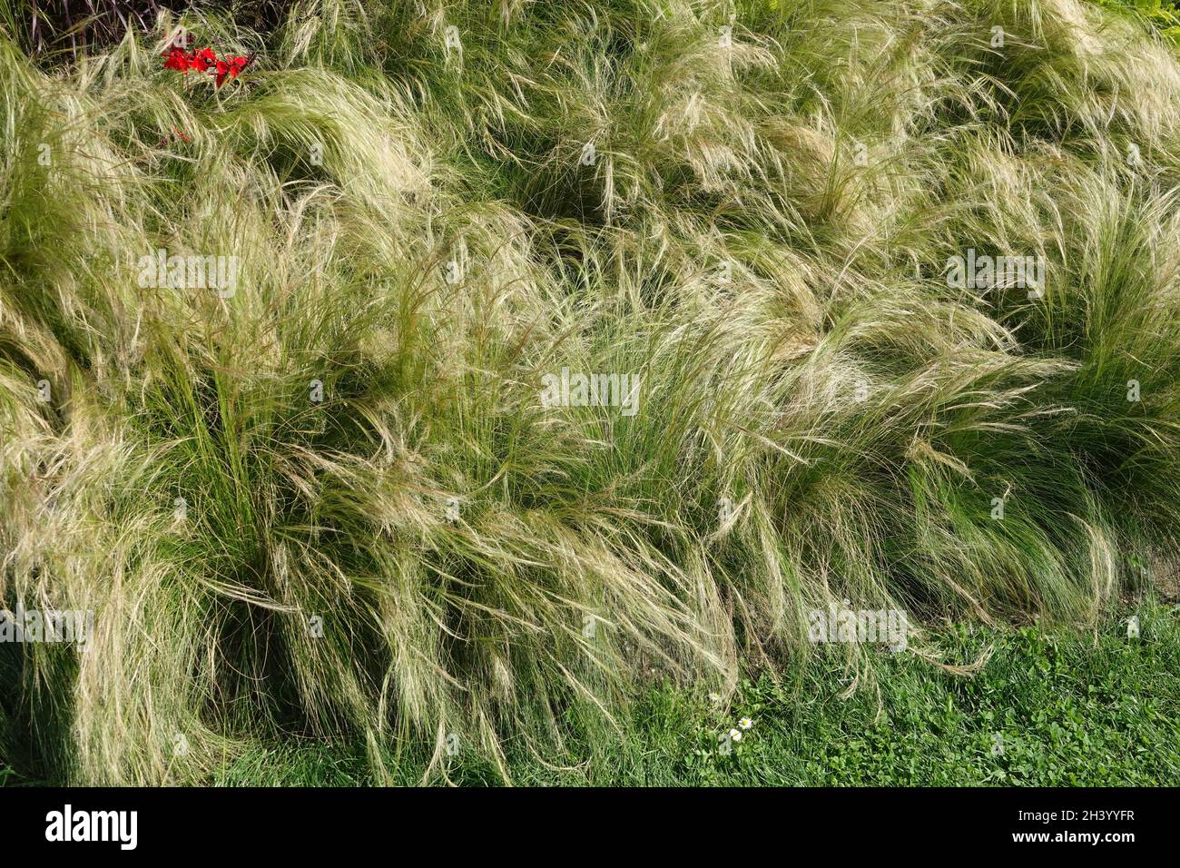 Stipa tenuissima Ponytails, Syn. Nasella tenuissima, mexican ...