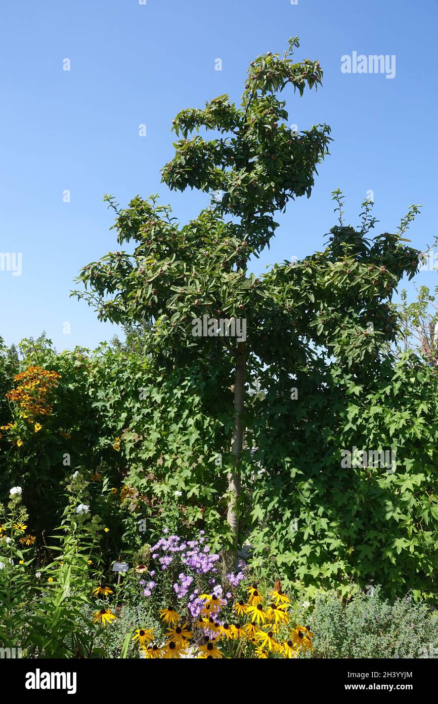 Mespilus germanica, medlar Stock Photo - Alamy