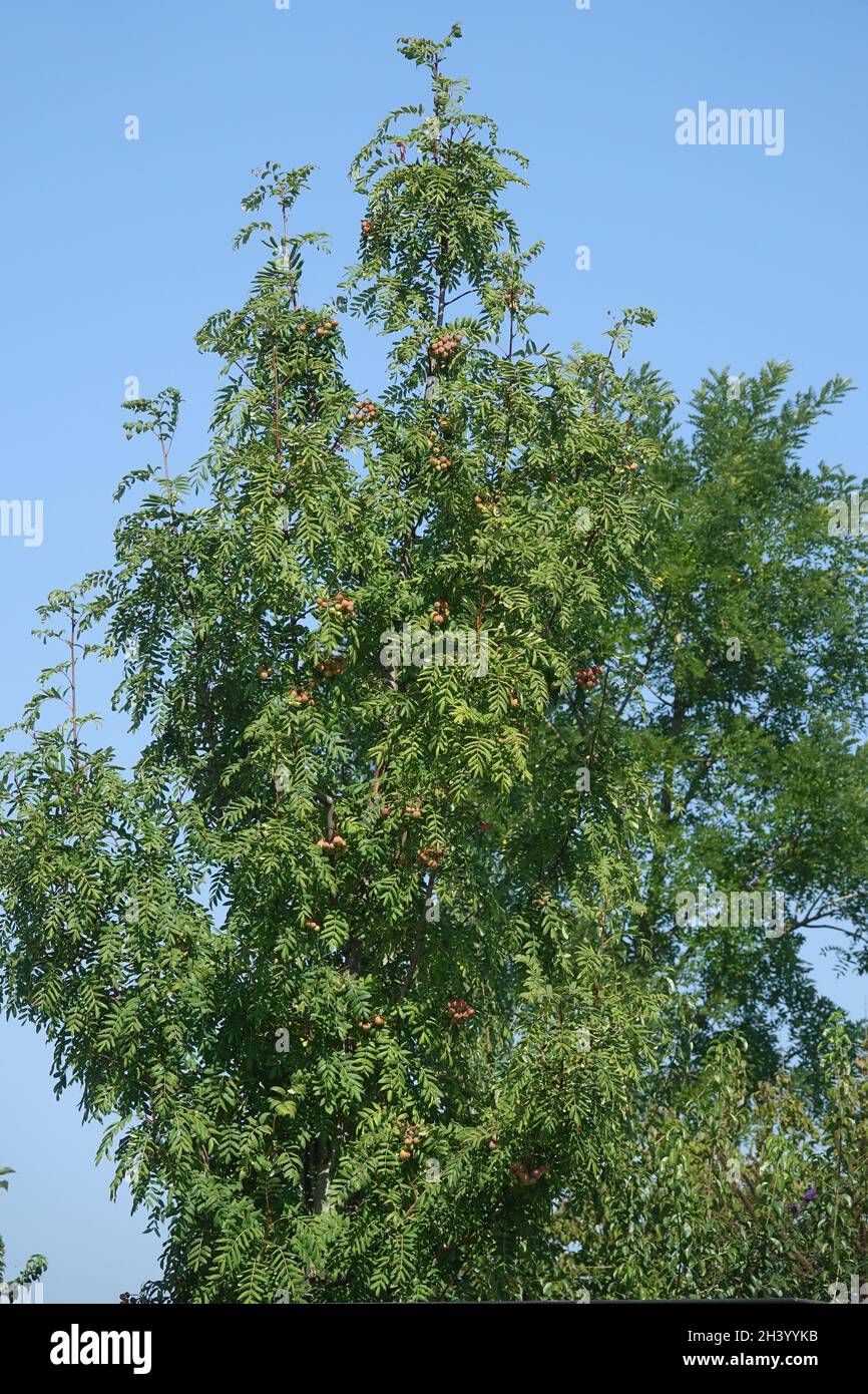 Sorbus domestica, service tree Stock Photo - Alamy