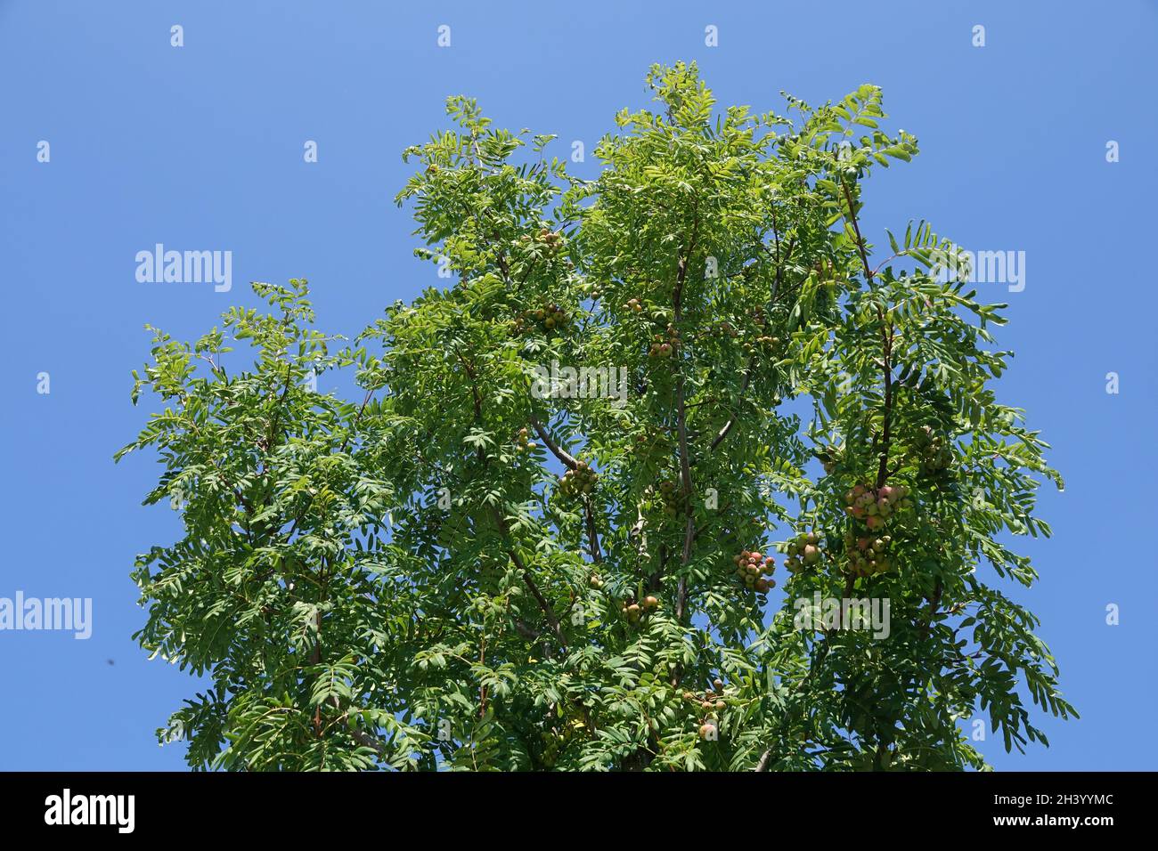 Sorbus domestica, service tree Stock Photo - Alamy
