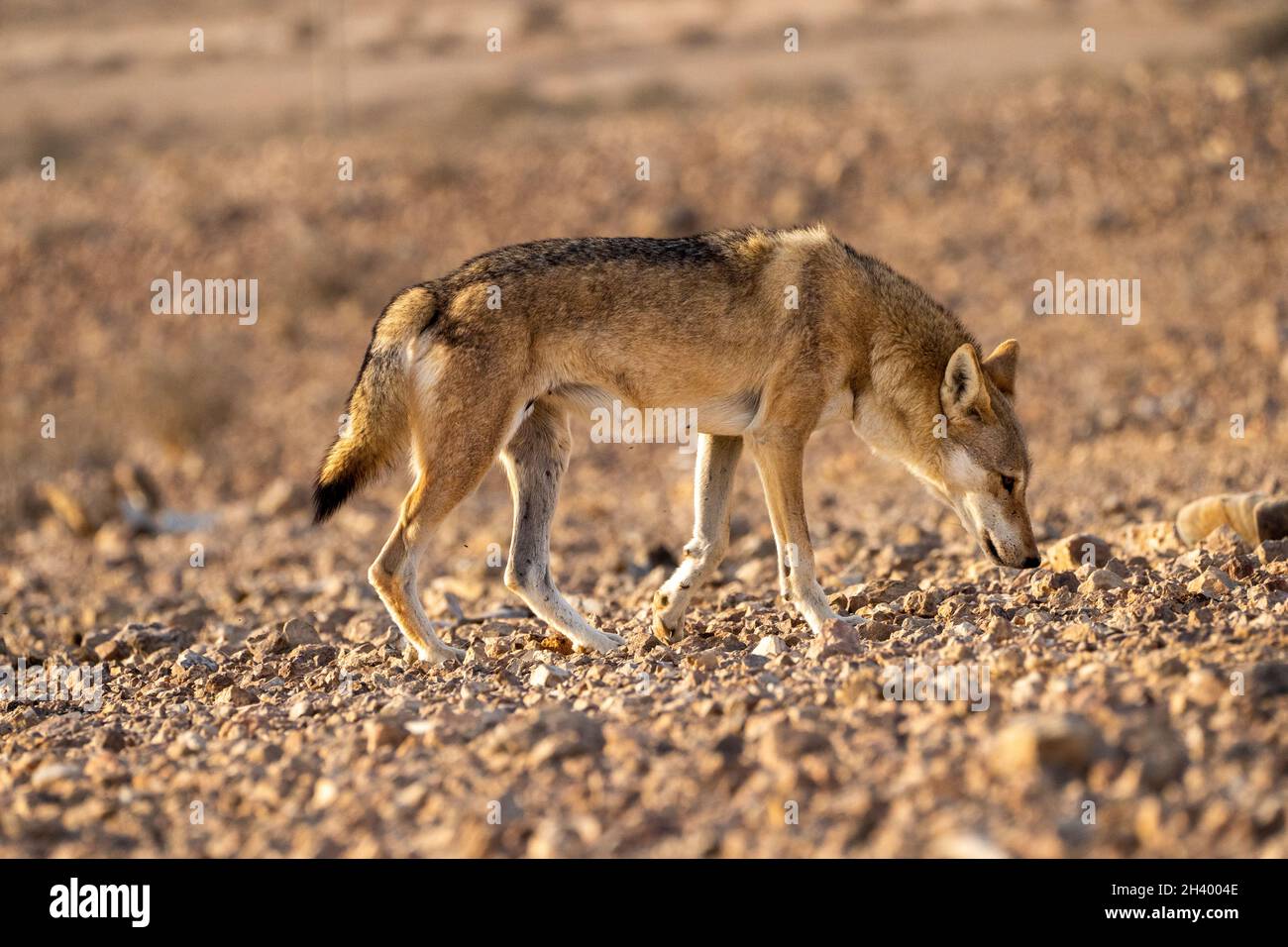 female Arabian wolf (Canis lupus arabs) is a subspecies of gray wolf ...