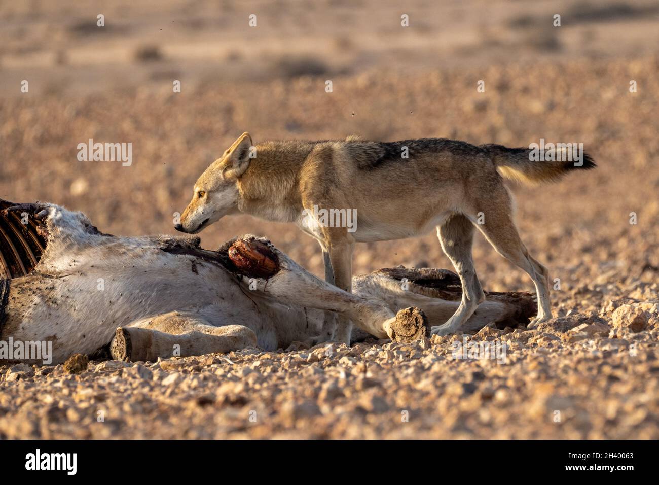 female Arabian wolf (Canis lupus arabs) is a subspecies of gray wolf ...