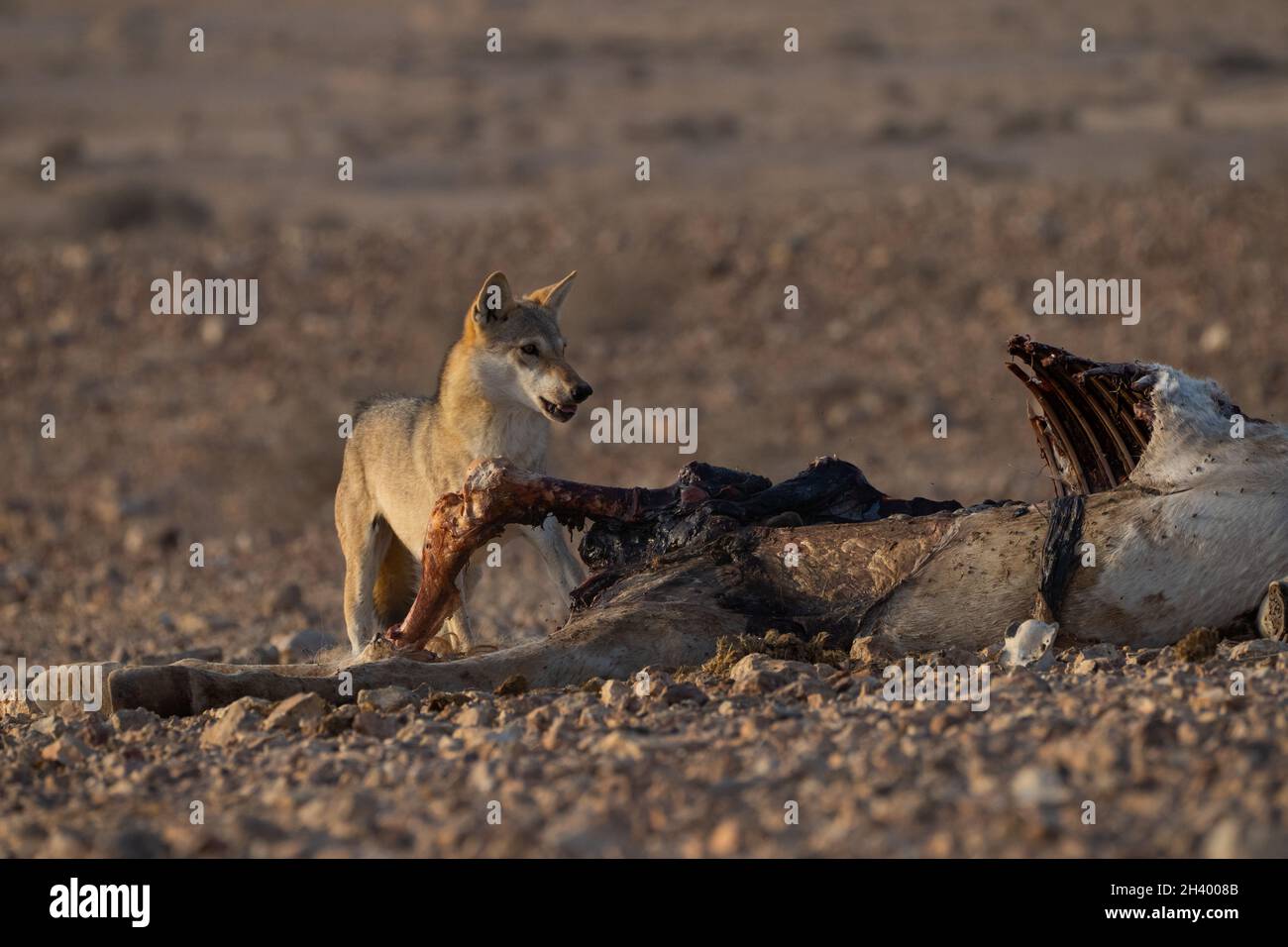 Arabian wolf (Canis lupus arabs) is a subspecies of gray wolf Stock ...