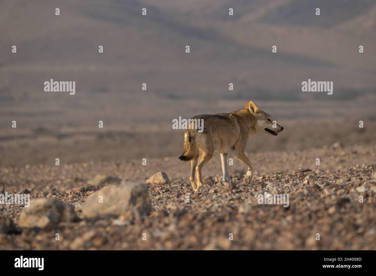 Arabian wolf (Canis lupus arabs) is a subspecies of gray wolf Stock ...