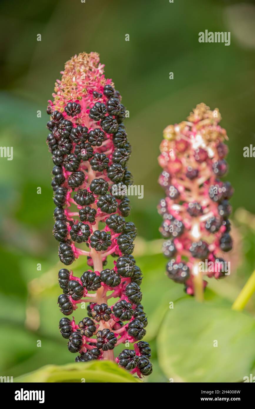 Pokeweed mitogene hi-res stock photography and images - Alamy