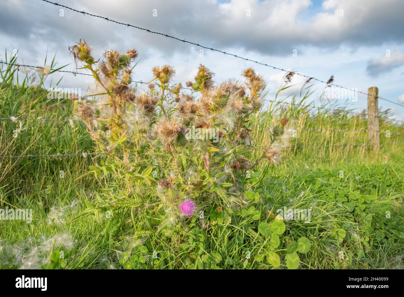 Thorns beach hi-res stock photography and images - Alamy