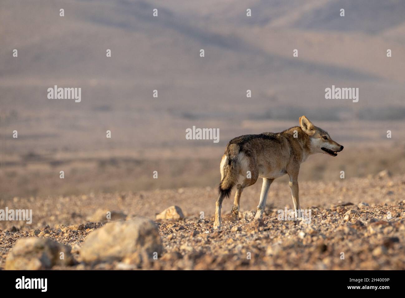 female Arabian wolf (Canis lupus arabs) is a subspecies of gray wolf ...