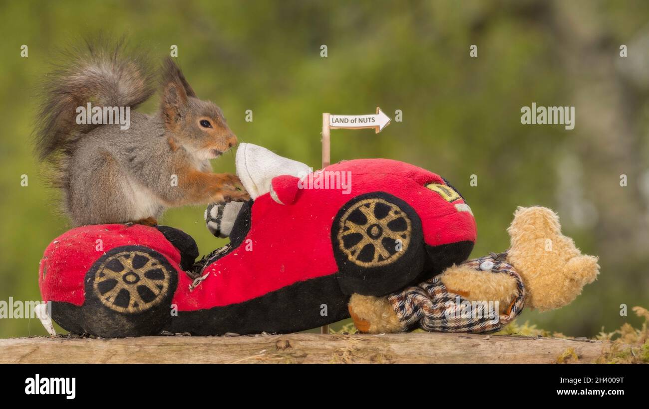 Squirrel and red truck hi-res stock photography and images - Alamy