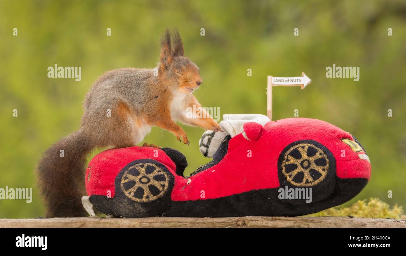 Squirrel and red truck hi-res stock photography and images - Alamy