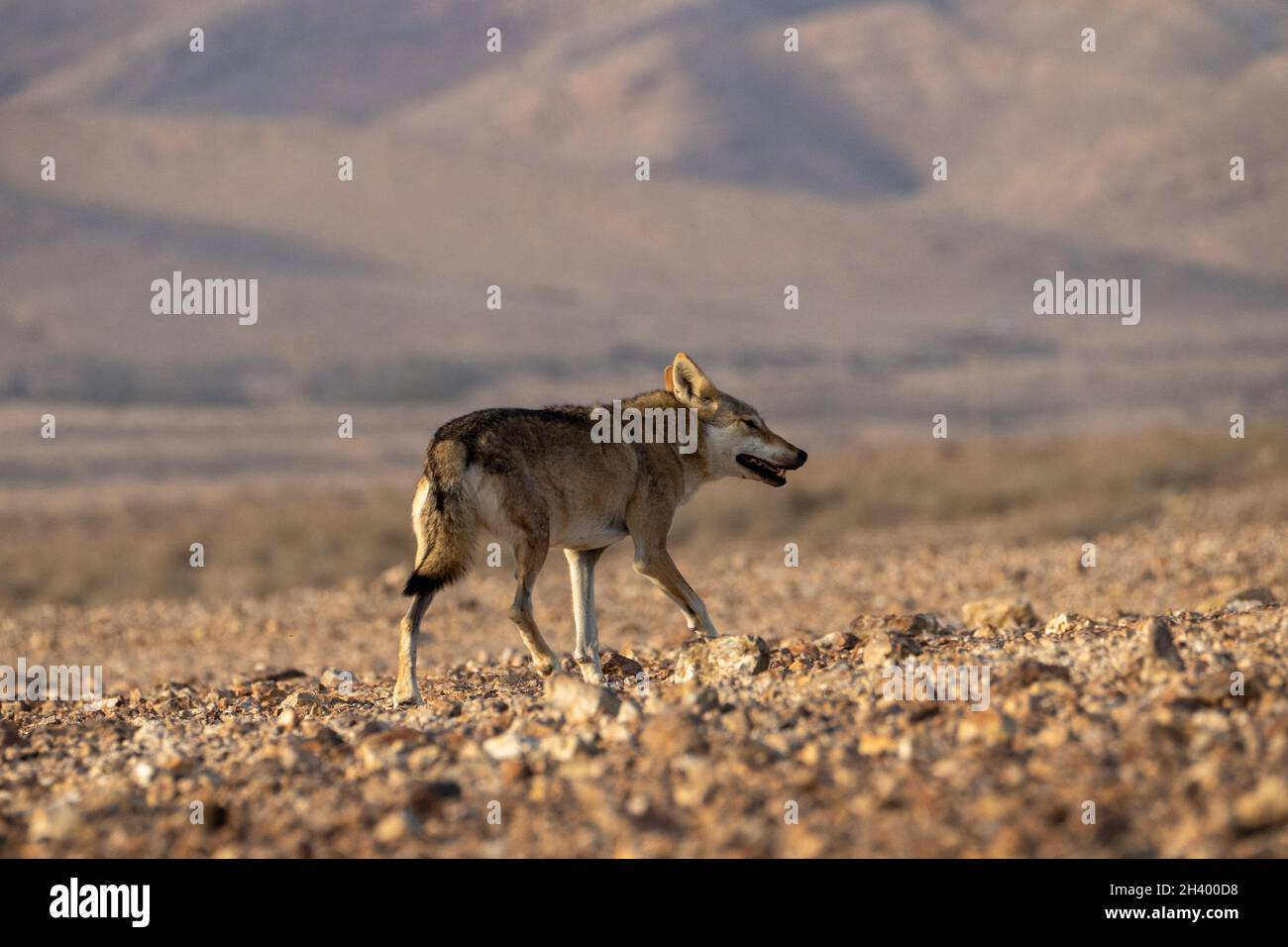 female Arabian wolf (Canis lupus arabs) is a subspecies of gray wolf ...