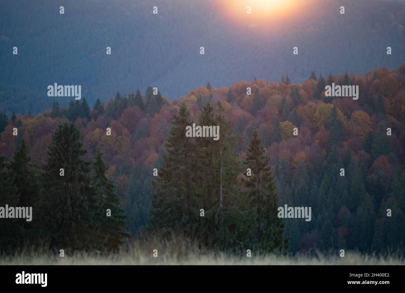 Magic sunset over pine forest at autumn Stock Photo - Alamy
