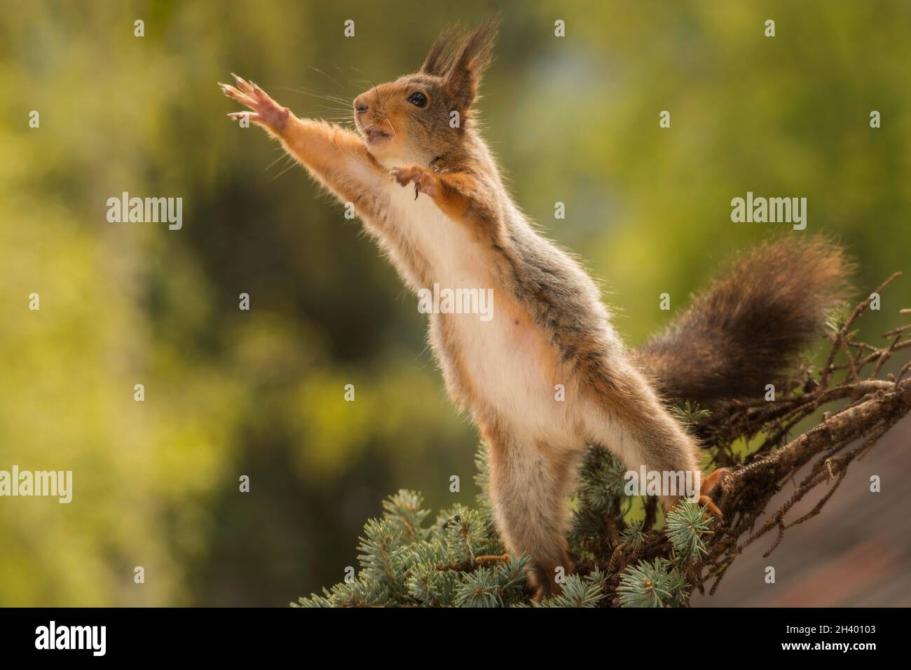 Red squirrel is reaching out standing on mushroom hi-res stock ...