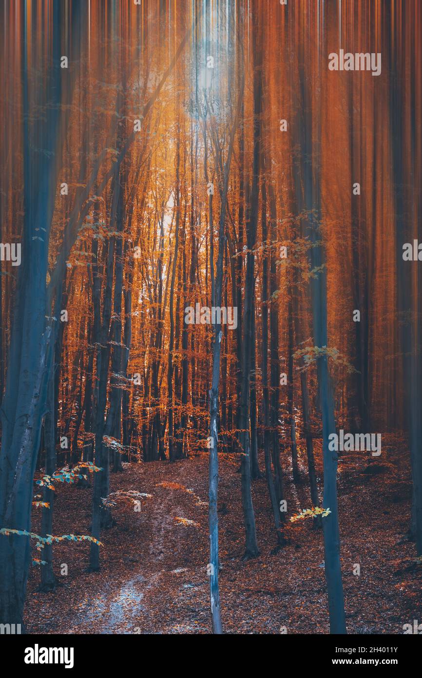 Splendid morning scene in the colorful woodland. Beauty of nature ...