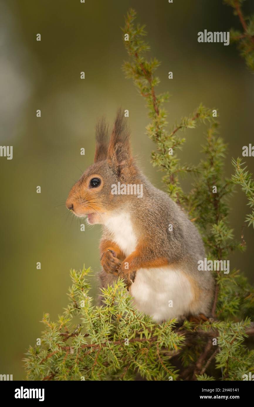 profile of red squirrel standing between branches Stock Photo - Alamy