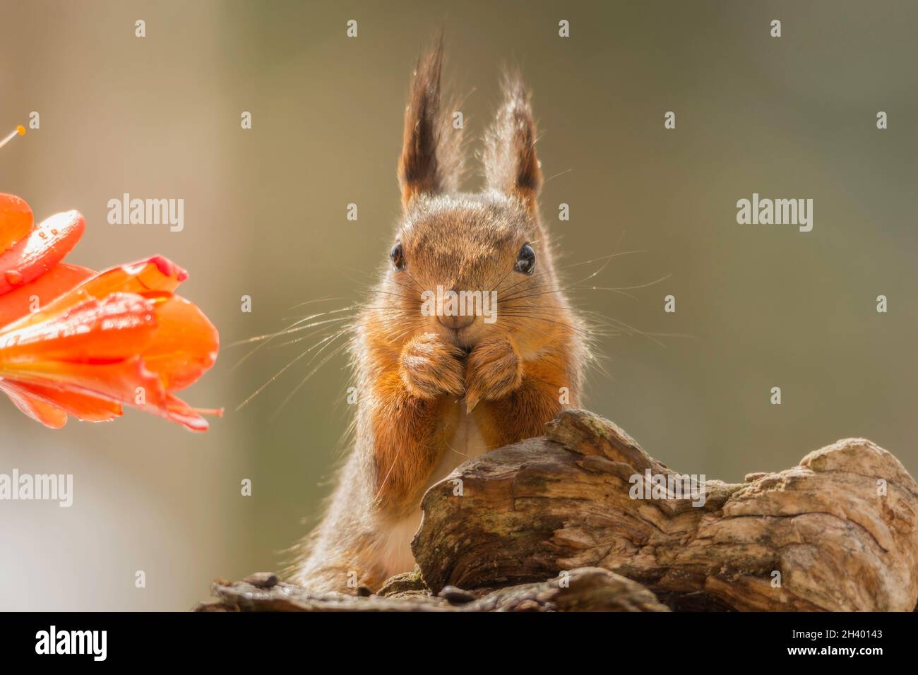 red squirrel standing with a flower looking in the lens Stock Photo - Alamy