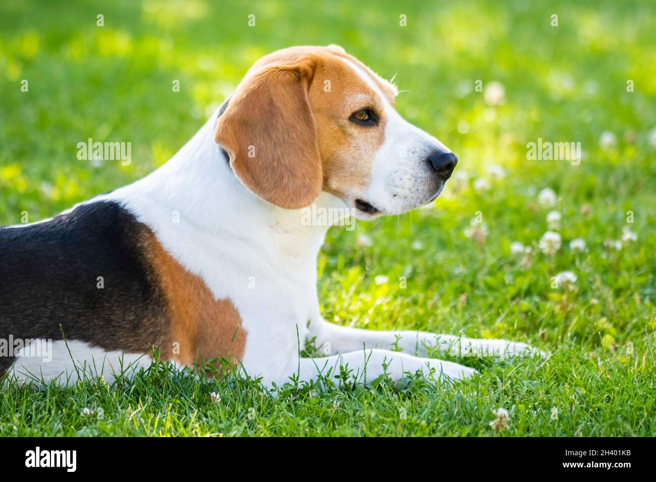 Beagle lying on its face hi-res stock photography and images - Alamy