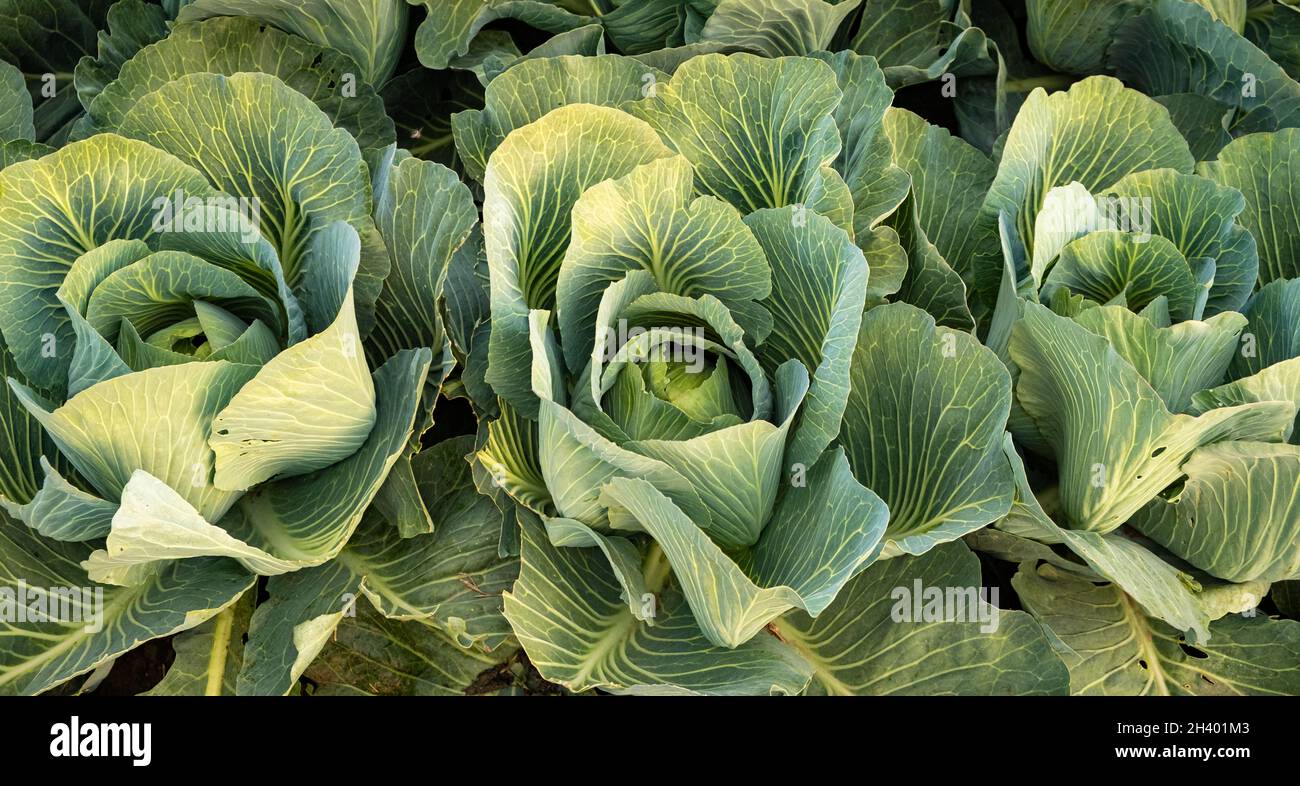 Fresh cabbage from farm field. View of green cabbages plants Stock ...
