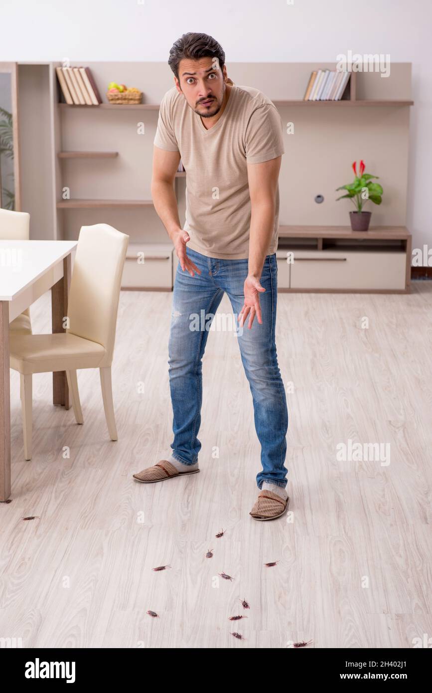 Ant infestation home hi-res stock photography and images - Alamy