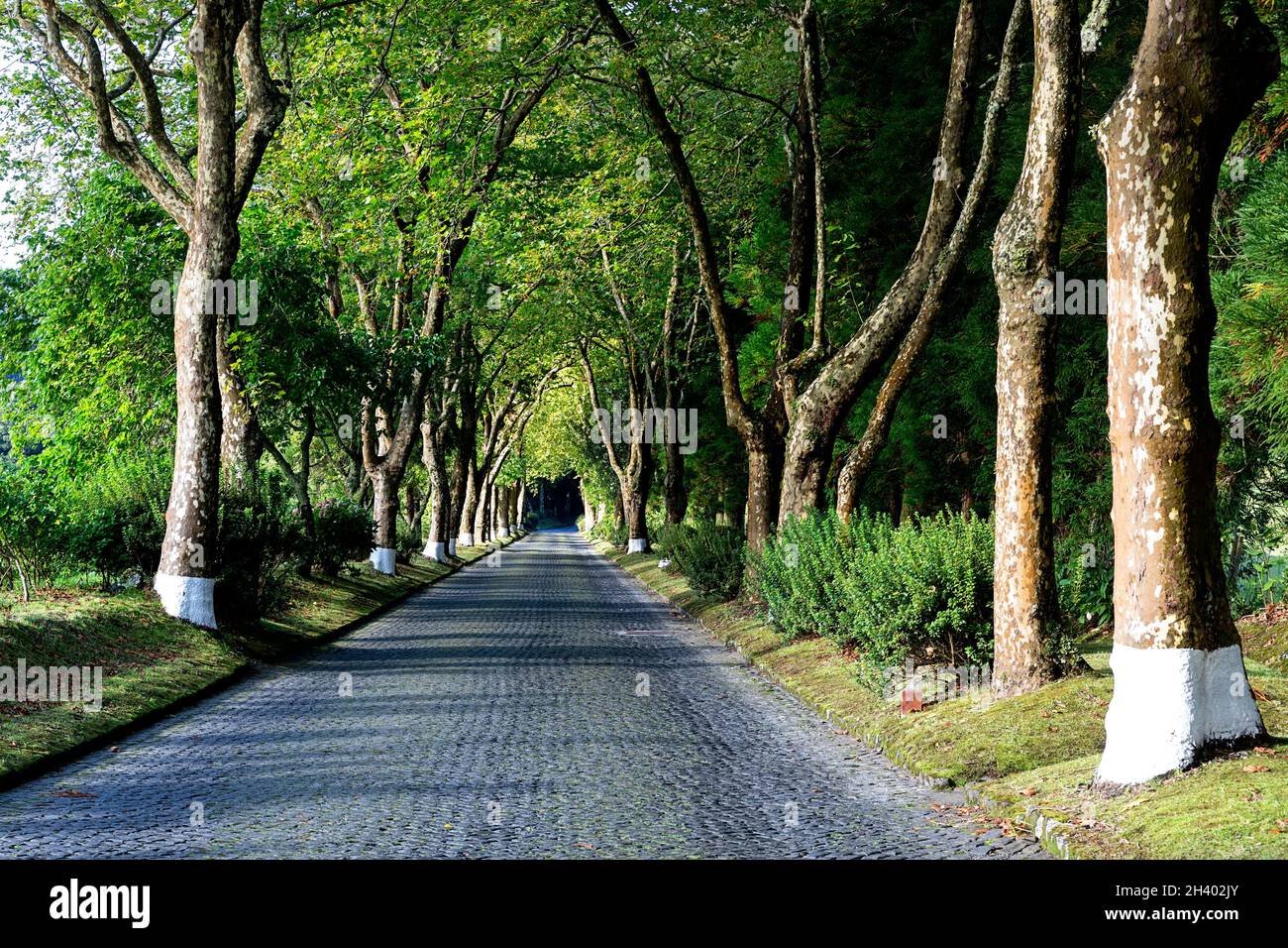 Road through beautiful tree avenue near Furnas city on Sao Miguel ...