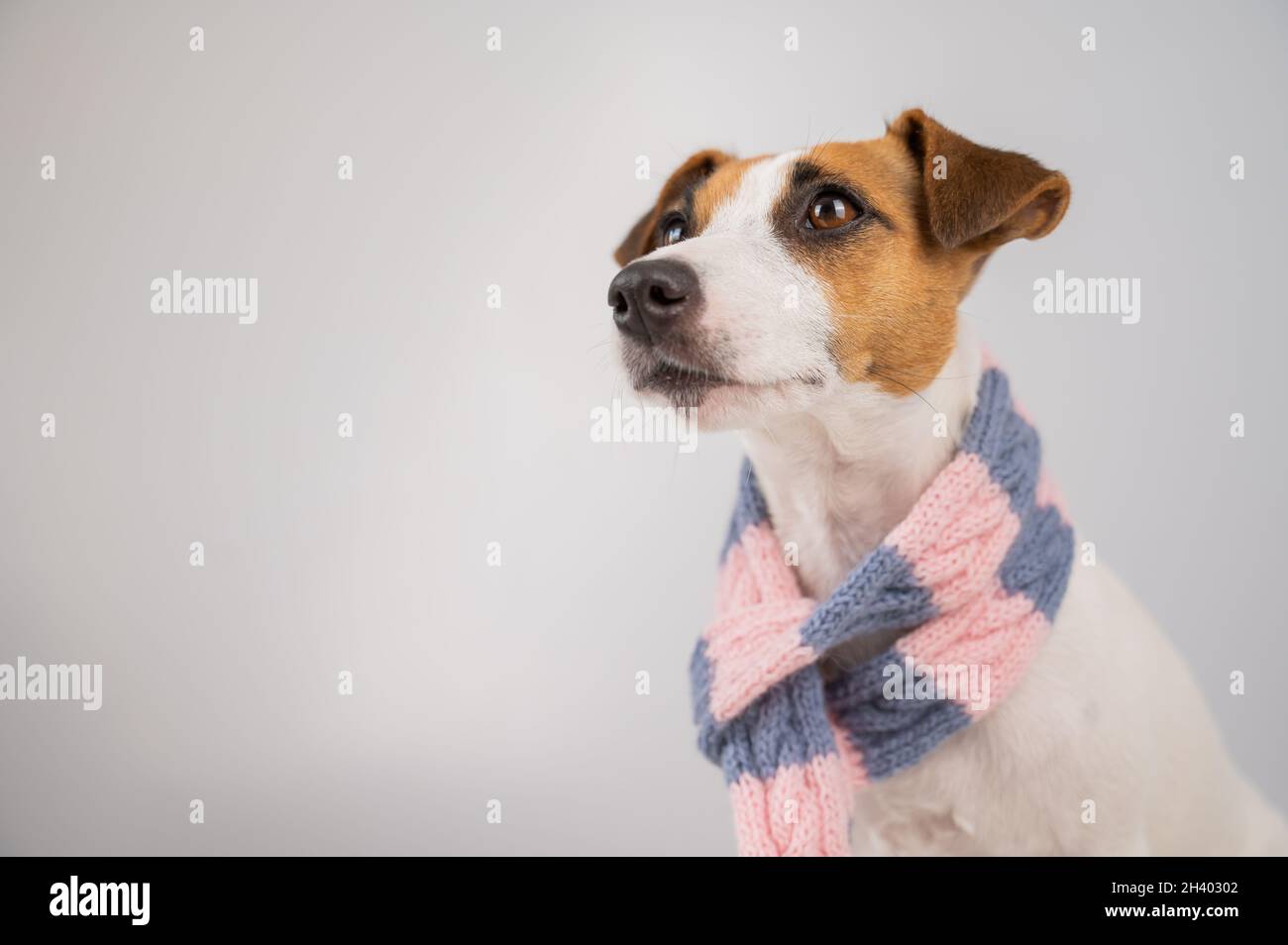 Dog Jack Russell Terrier wearing a knit scarf on a white background ...