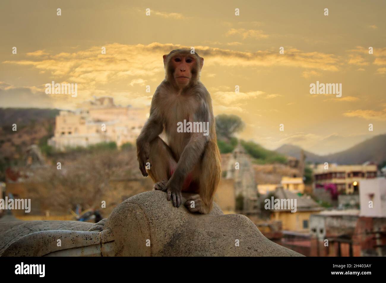 Life of Indian monkeys Stock Photo - Alamy