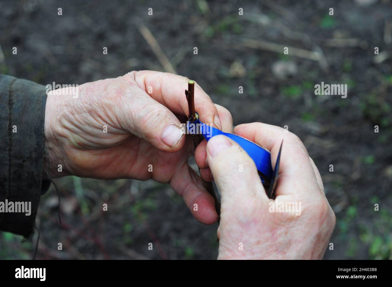 Gardener grafting and budding fruit tree. Step-by-step picture tutorial ...