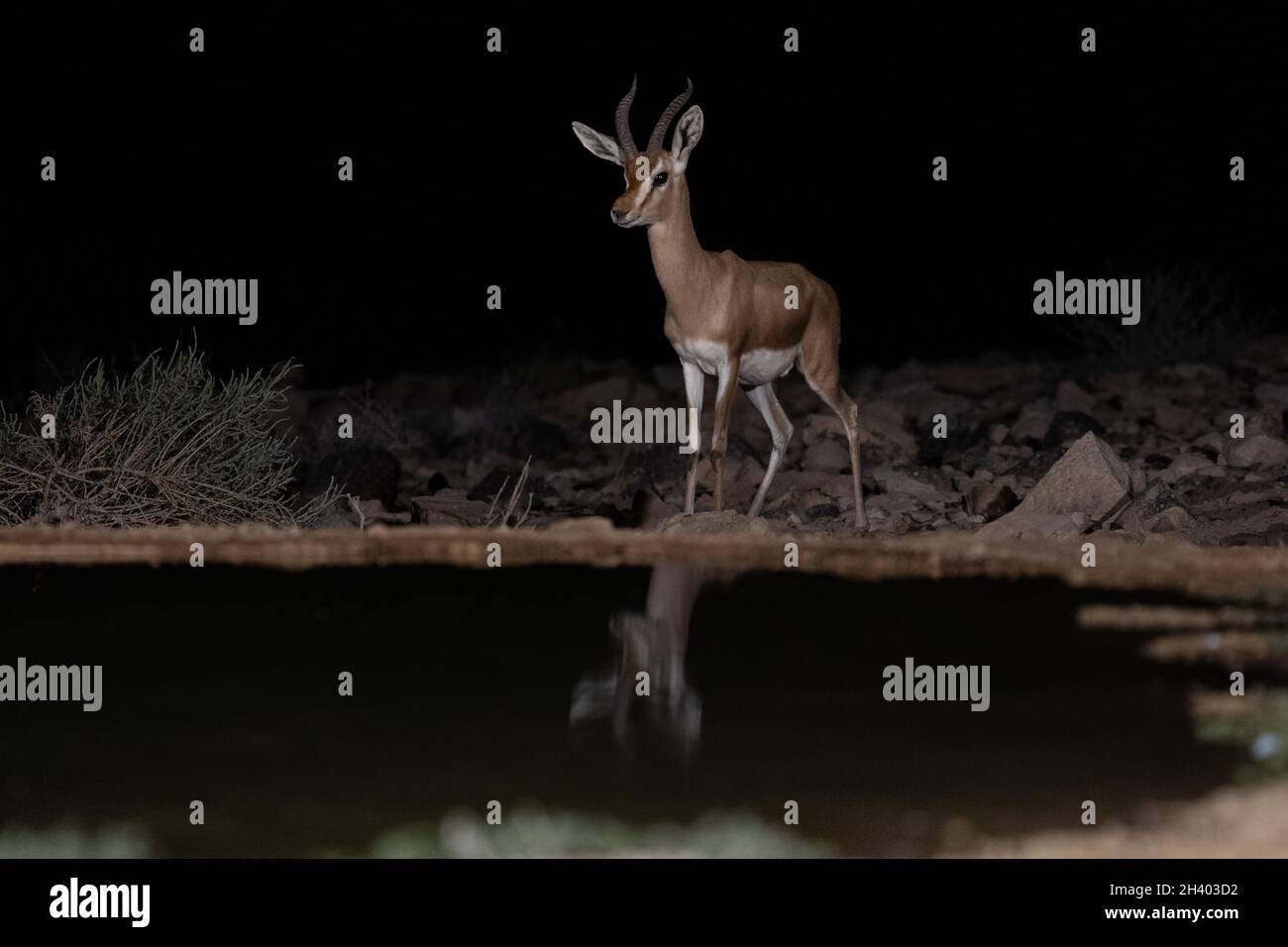 Dorcas Gazelle (Gazella dorcas) drinking at night in the desert Stock ...