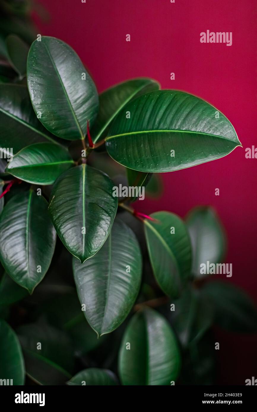 Tropical leaves as nature and environmental background, botanical ...