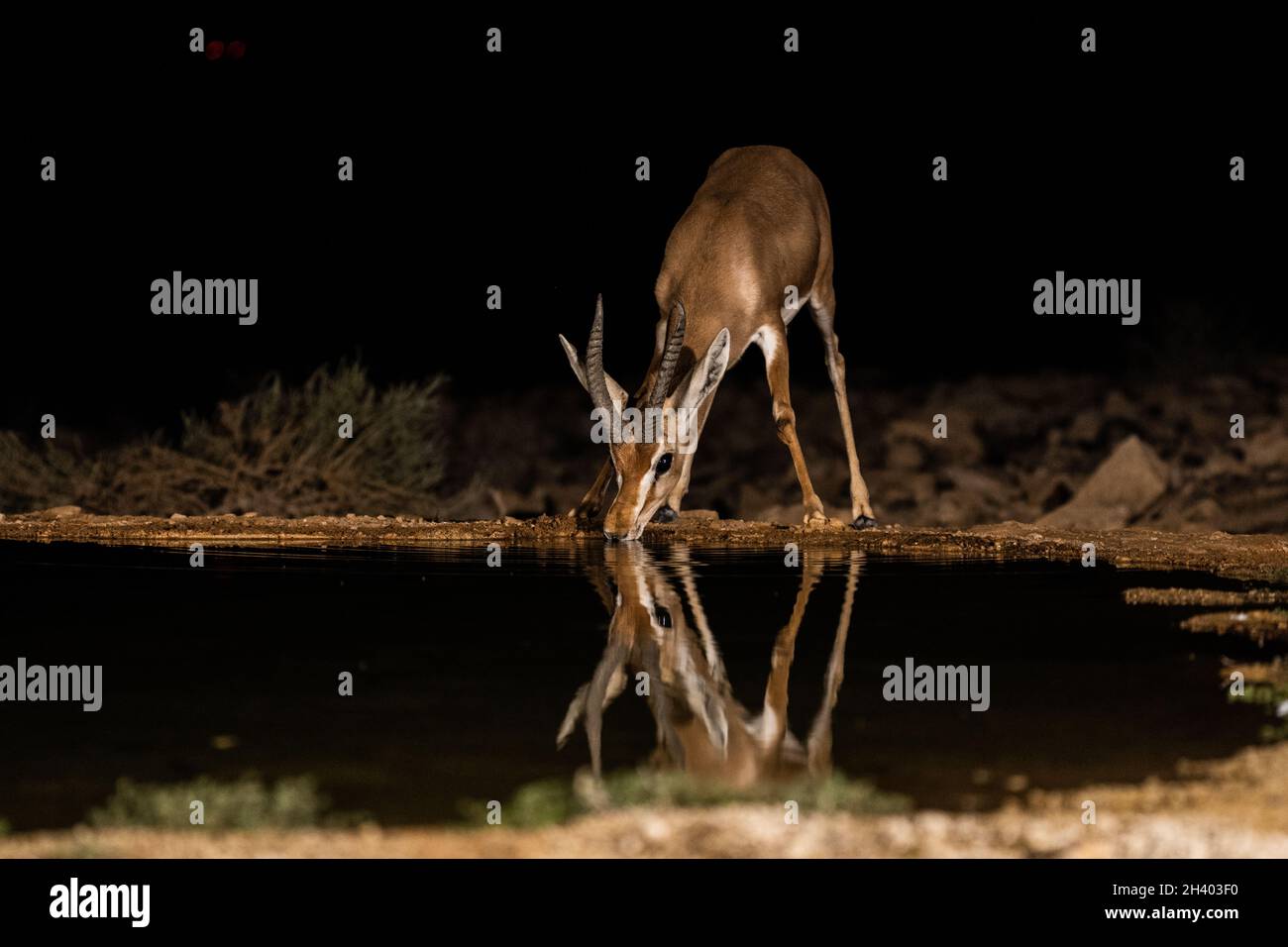 male Dorcas Gazelle (Gazella dorcas) drinking at night in the desert ...