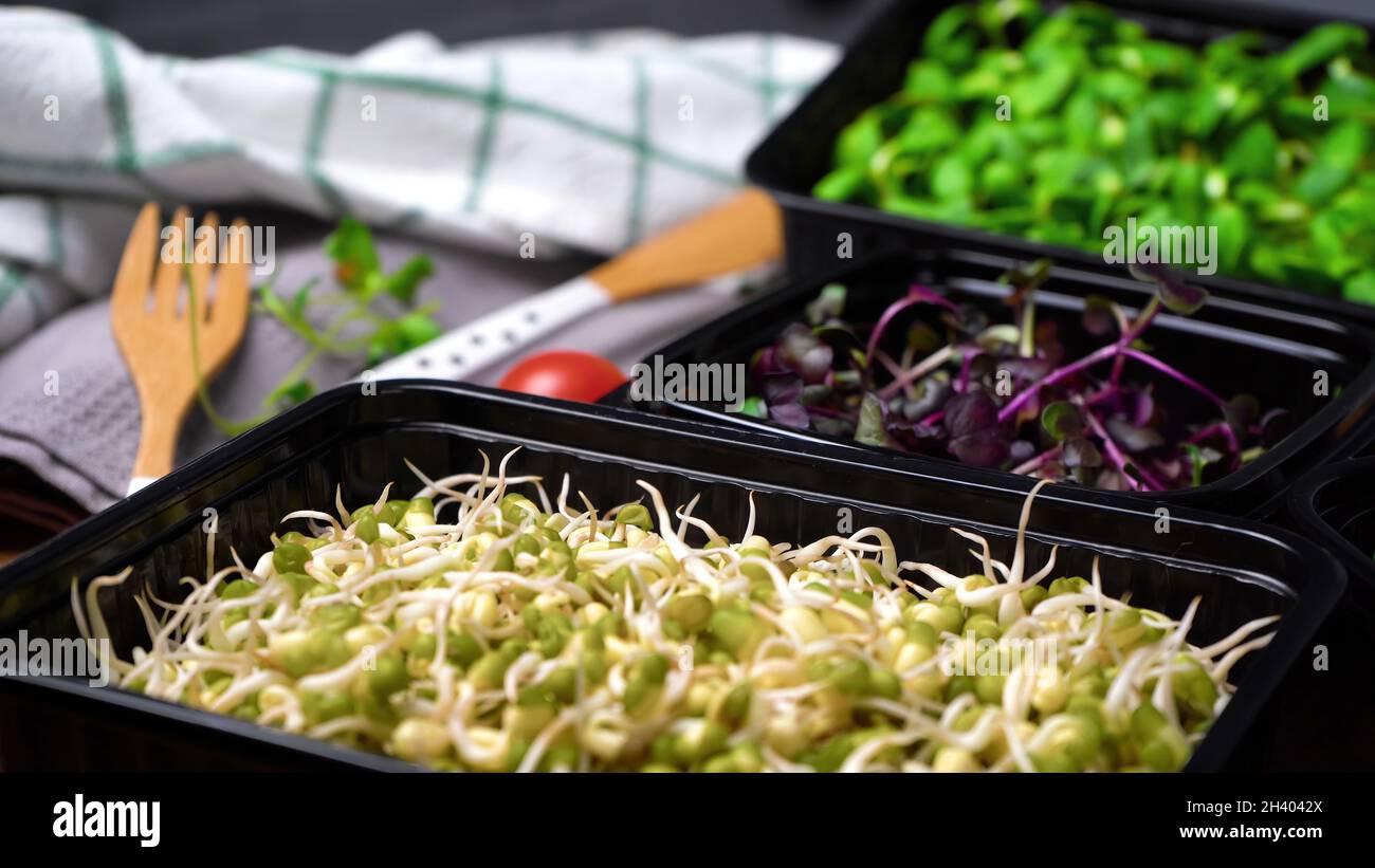 Image of microgreens in containers on the table Stock Photo - Alamy
