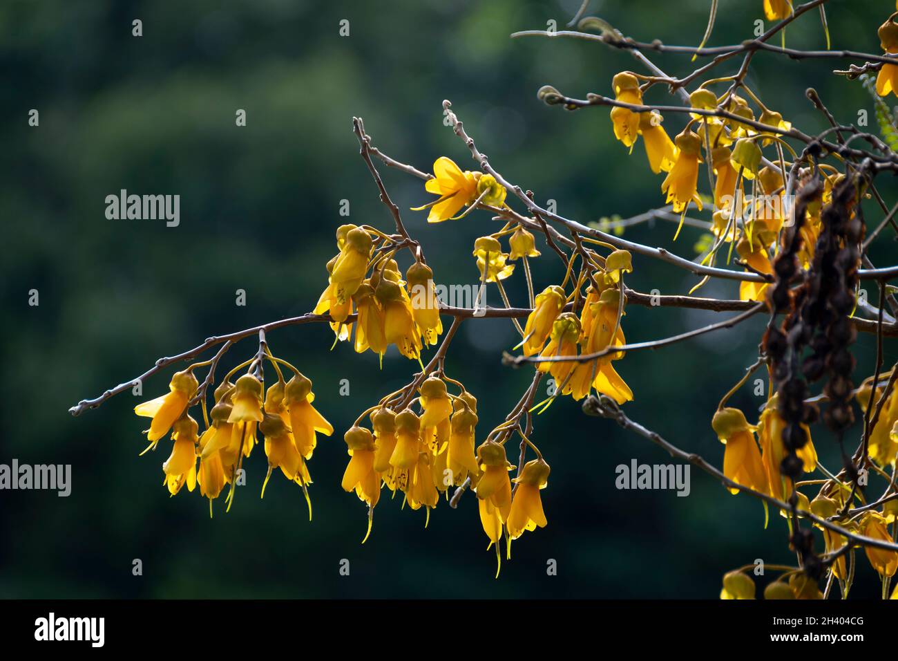 Yellow flowers on Kowhai tree, Paraparaumu, Kapiti, North Island, New ...