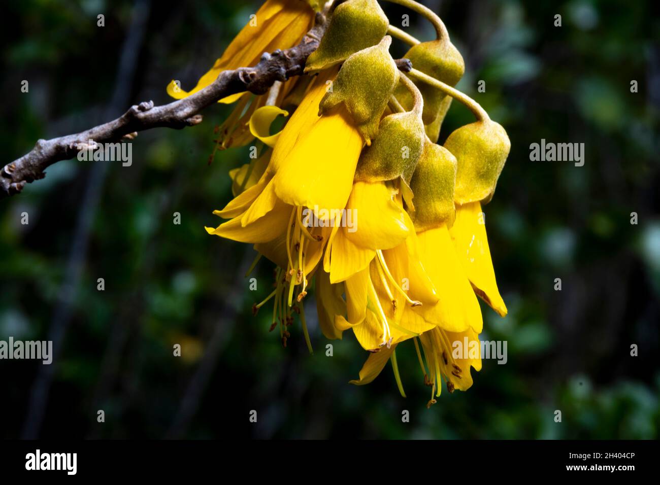 Yellow flowers on Kowhai tree, Paraparaumu, Kapiti, North Island, New ...