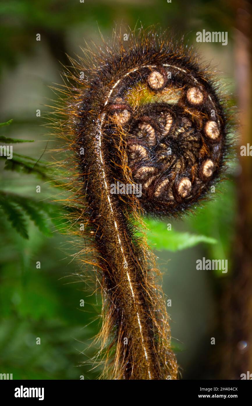 Leaf unfolding hi-res stock photography and images - Alamy