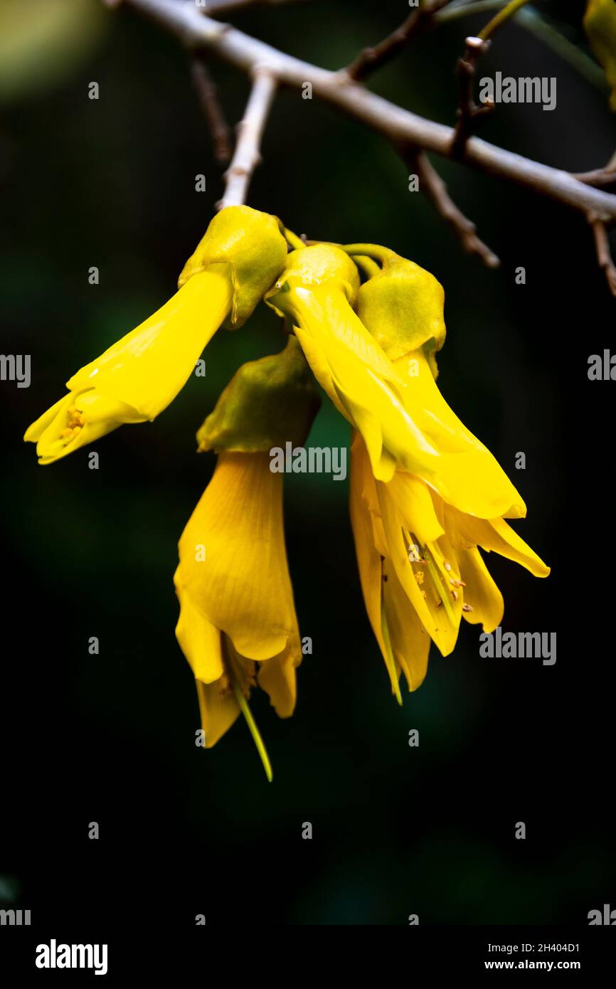 Kowhai bush hi-res stock photography and images - Alamy