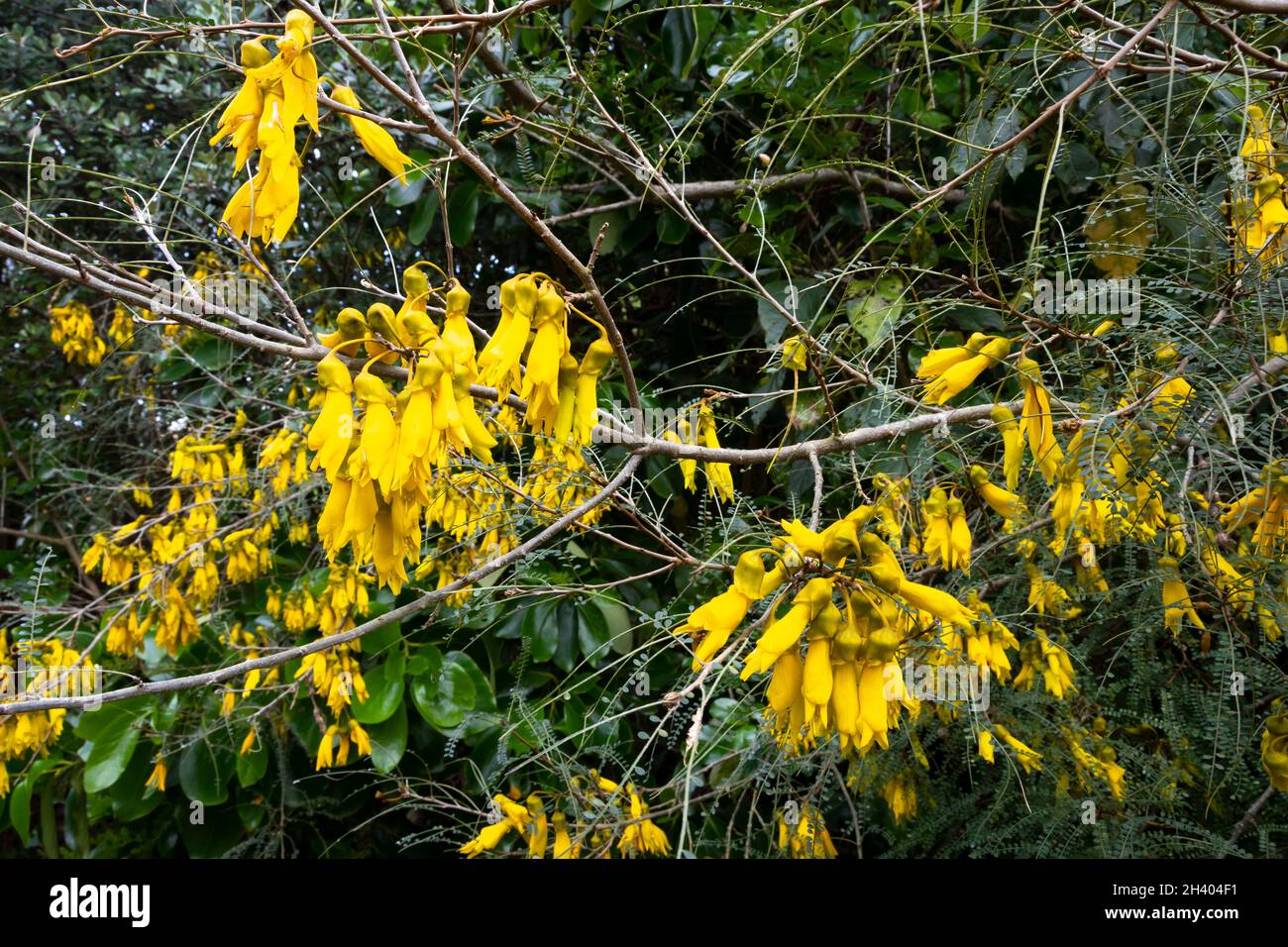 Yellow flowers on Kowhai tree, Paraparaumu, Kapiti, North Island, New ...