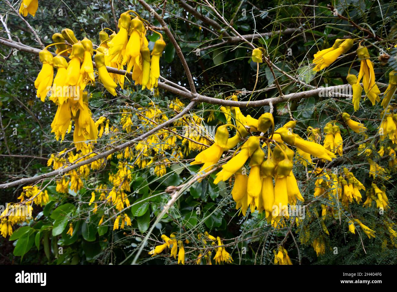 Yellow flowers new zealand native hi-res stock photography and images ...