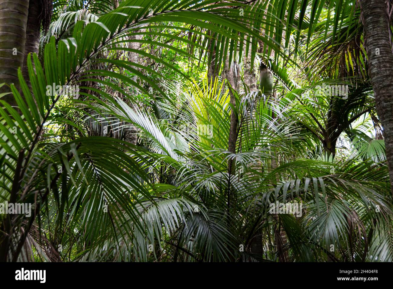 Nikau palm trees, Barry Hadfield Nikau Reserve, Paraparaumu, Kapiti ...