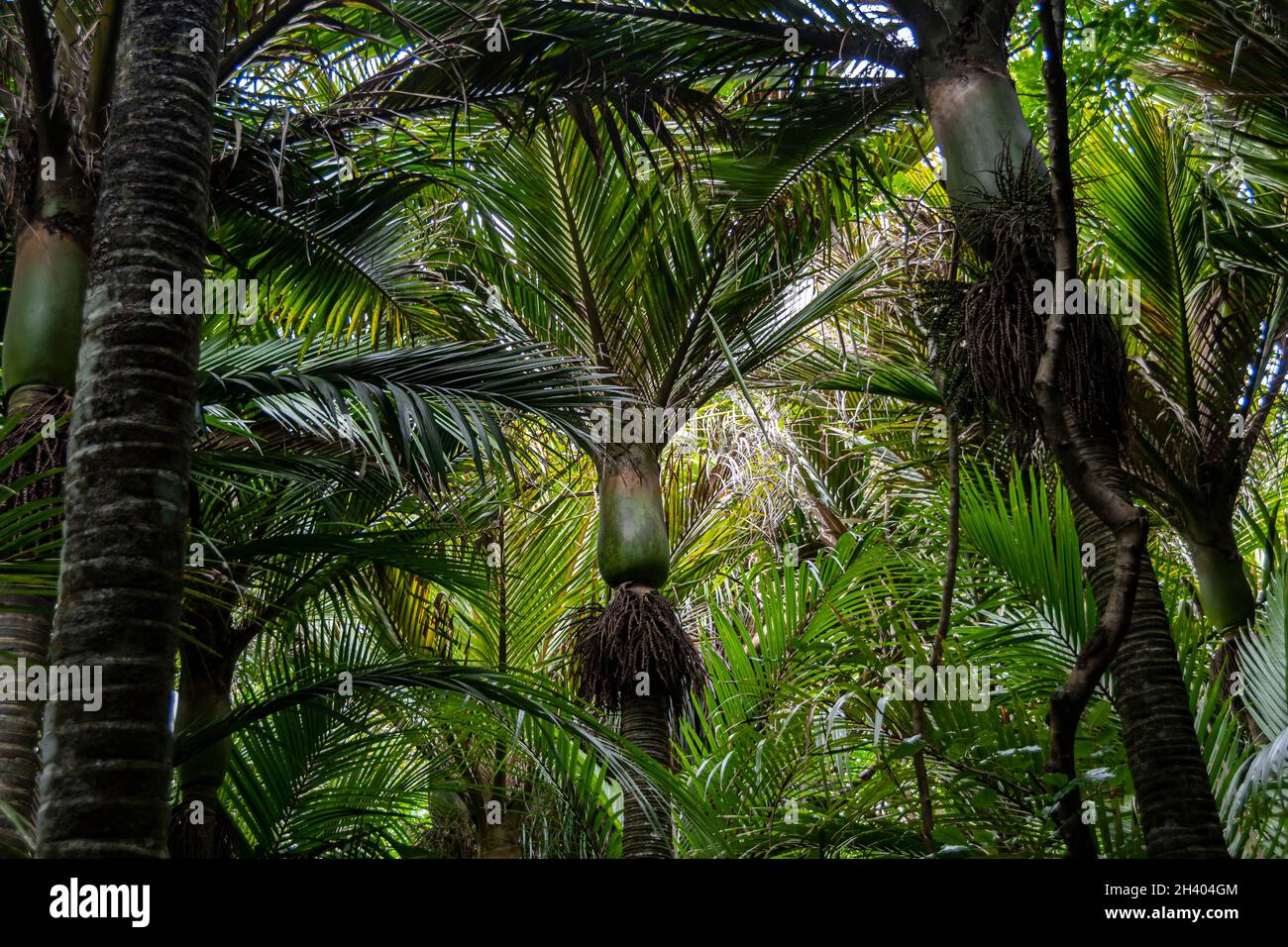 Nikau palm trees, Barry Hadfield Nikau Reserve, Paraparaumu, Kapiti ...