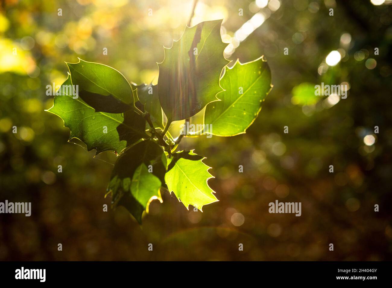 Holly leaved oak hi-res stock photography and images - Alamy