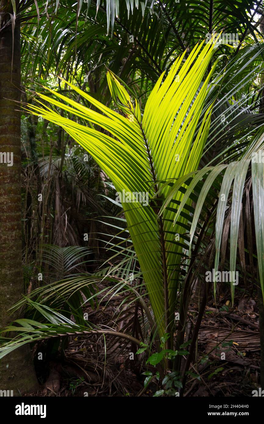 Nikau palm tree hi-res stock photography and images - Alamy