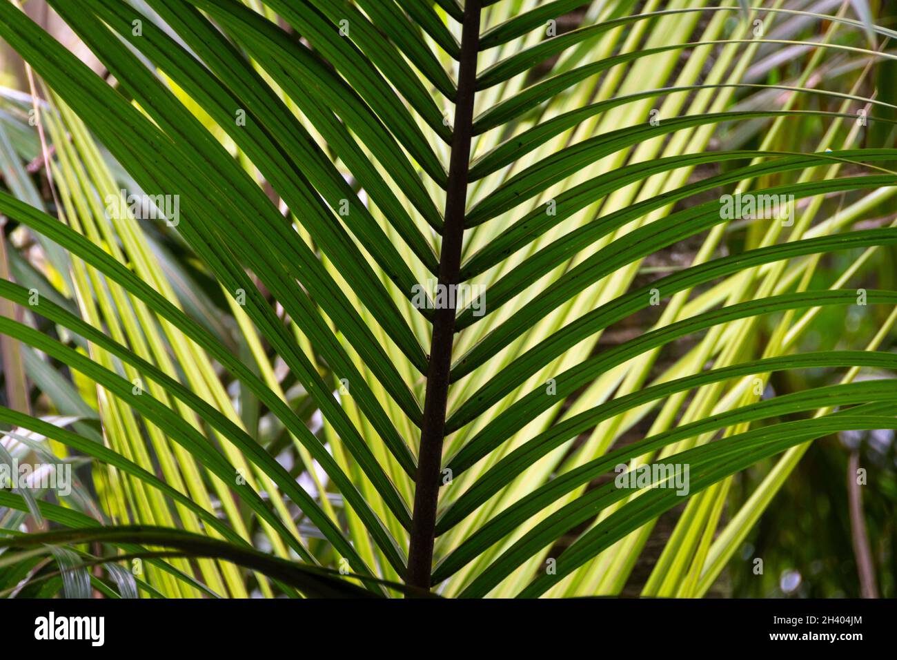 Nikau palm trees, Barry Hadfield Nikau Reserve, Paraparaumu, Kapiti ...