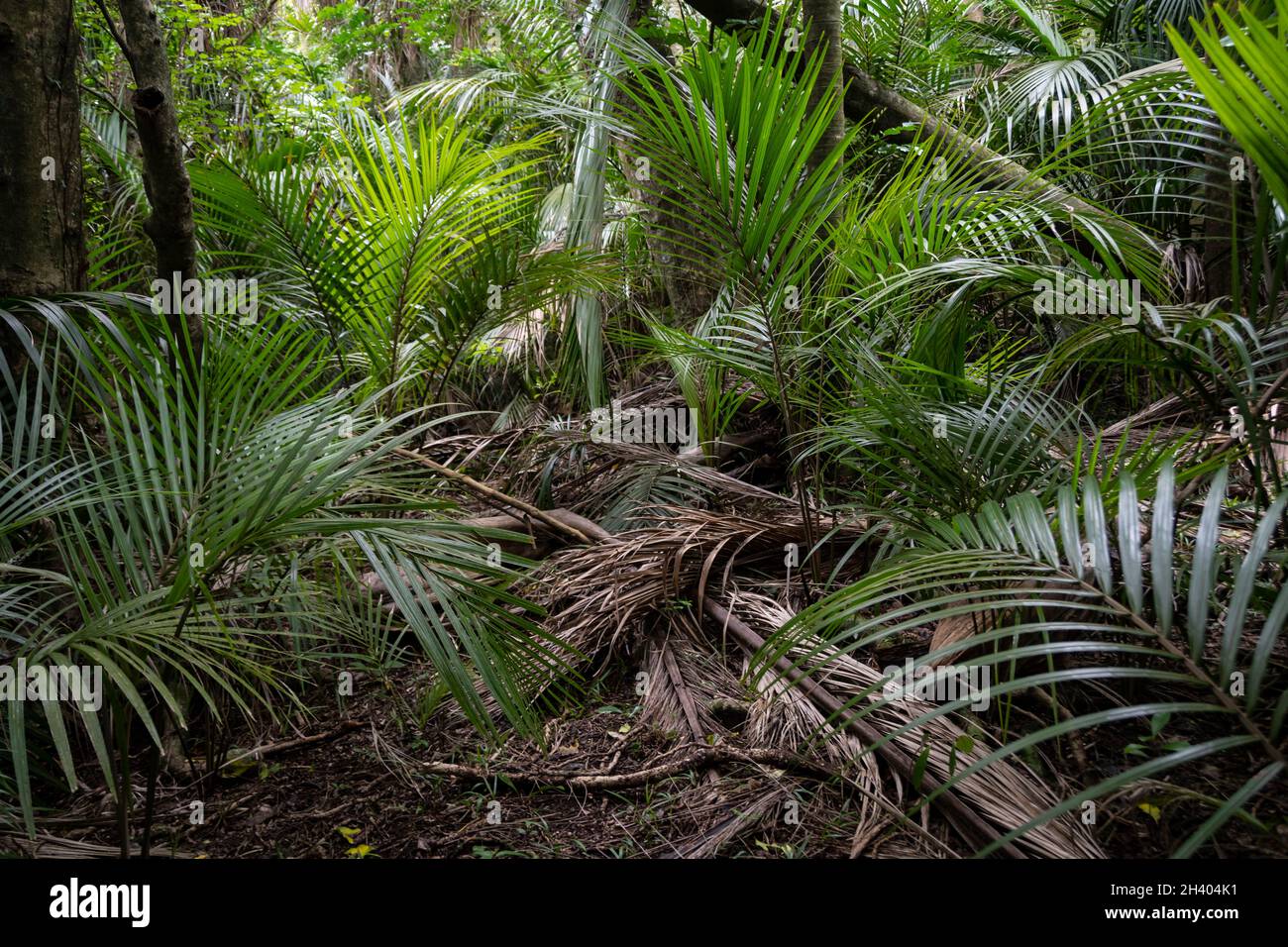Nikau palm trees, Barry Hadfield Nikau Reserve, Paraparaumu, Kapiti ...
