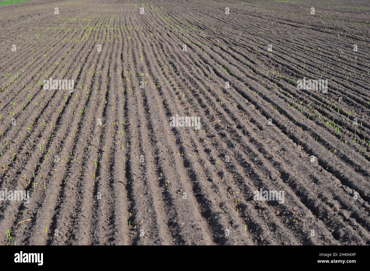 Farming concept. Furrows row pattern in a plowed field with planting ...